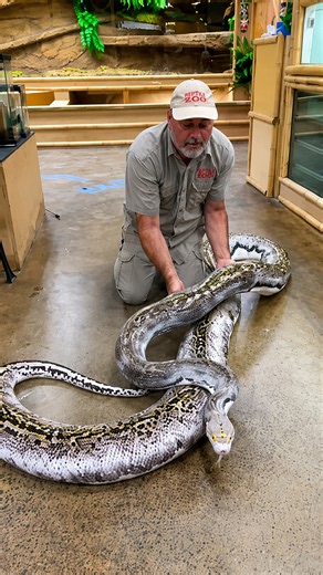 Giant reticulated python keeps its handler on full alert
