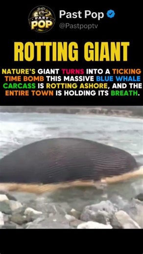Exploding Whale Threat#BlueWhale #WhaleExplosion #Nature #Wildlife #Shocking #ViralVideo🐳🌊💦