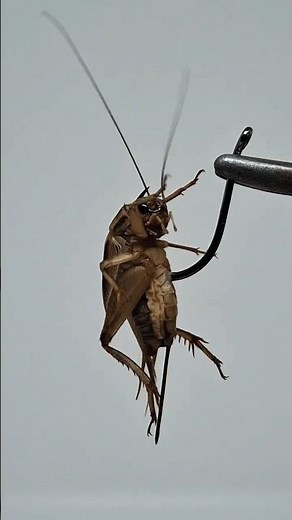 🔥 How to Hook a Cricket for More Bites! 🎣🦗