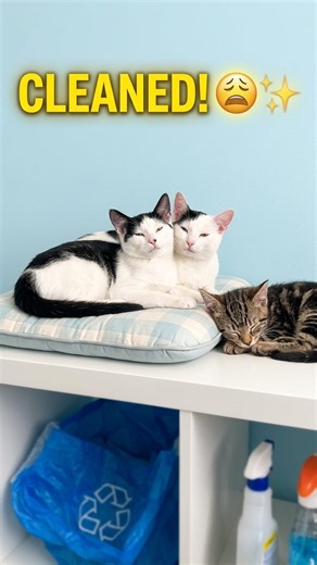 How am I supposed to clean with these around? 😍 #kittens #funny