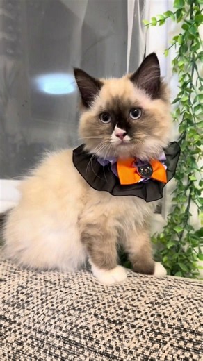 The 4 month change 🐱 #cat #ragdoll #kittens