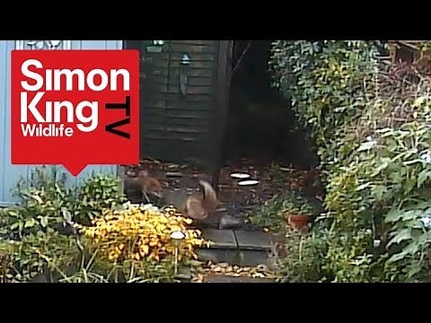 Foxes Kill a Squirrel - Unique Footage!