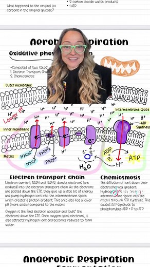 Oxidative Phosphorylation Explained: Chemiosmosis & ATP Synthase