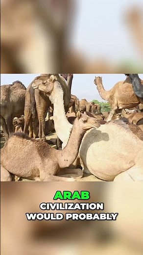 Camels & Arabian culture: How They Built a Civilization #shorts