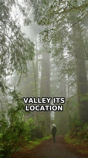 The Tallest Tree on Earth Is 115 Meters - And You Can't Visit It