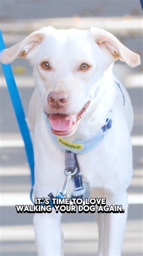 It's time to step into comfort, no-pull bliss. https://www.petsafe.com/product/easy-walk-comfort-no-pull-dog-harness/?sku=CMFT-S/M-BLK | PetSafe Brand