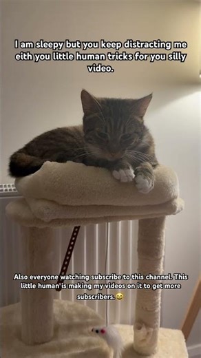 Why Do Humans Annoy Cats #viral #funny #trending #cats