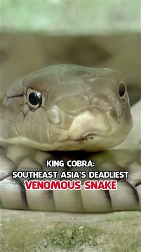 KING COBRA: SOUTHEAST ASIA'S DEADLIEST VENOMOUS SNAKE