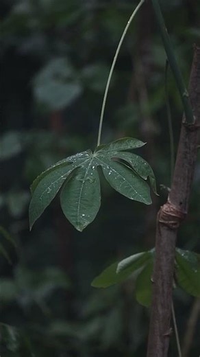 Gentle rain & thunder sounds