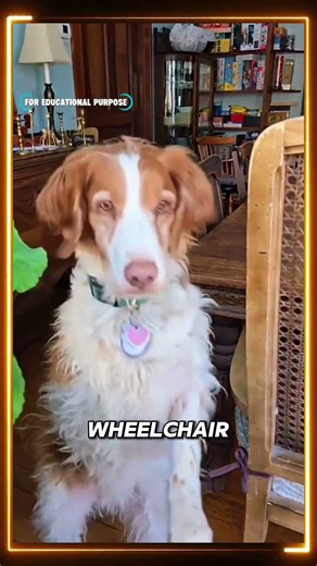 This Dog Walks Like a Human! 🐶😳. #documentary #usashorts#fyp