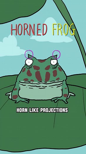 Discovering the South American Horned Frog