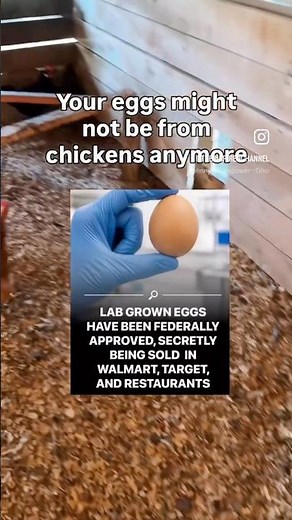 Lab-Grown Eggs Now Sold At Grocery Stores