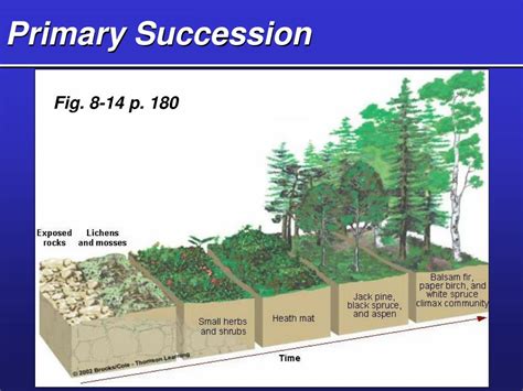 Ppt Community Ecology Structure Species Interactions Succession