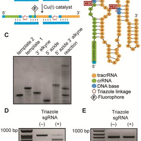 Template Assisted Cuaac Assembly Of The Tracrrna A Schematic