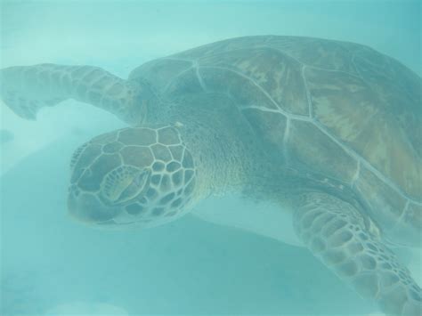 Mary Ann The Turtle Hospital Rescue Rehab Release
