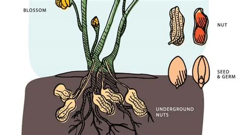 How To Grow Peanuts On Long Island Newsday