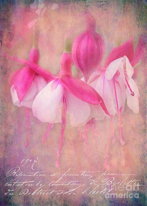Waltz Of The Flowers Photograph By Judi Bagwell Fine Art America