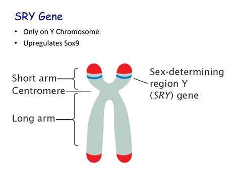 Ppt Sex Determination Powerpoint Presentation Free Download Id 2095001