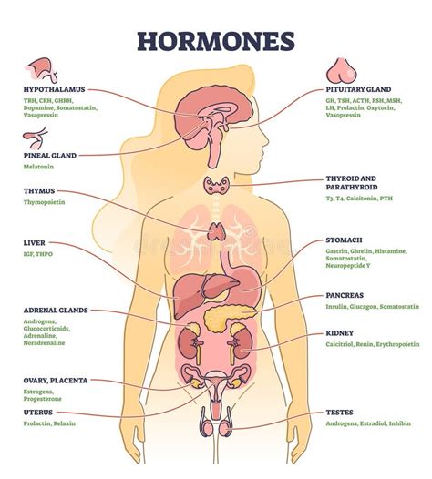 Hormones With Human Body Organs And Labeled Chemical Titles Outline