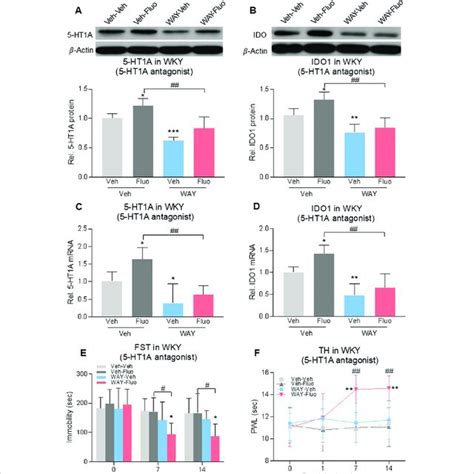 Intra Drn 5 Ht1a Receptor Antagonist Restored The Fluoxetine Effect In