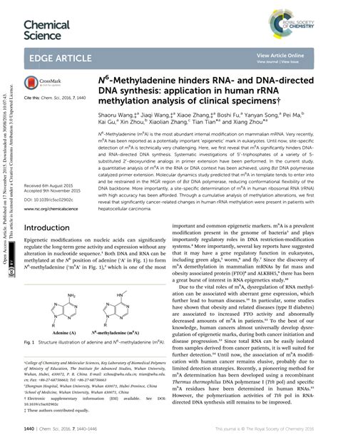Pdf N6 Methyladenine Hinders Rna And Dna Directed Dna Synthesis