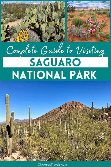 Complete Guide To Saguaro National Park Chickerys Travels