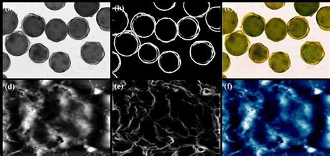 holistically nested edge detection based colorization a d input