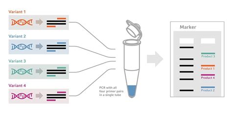 Multiplex Pcr چیست؟ آشنایی با تکنیک Multiplex Pcr ژنیران