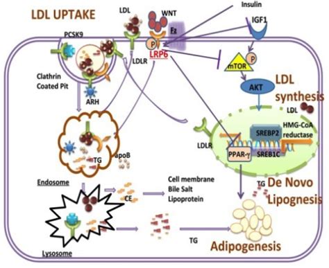schematic of lrp6 regulation of ldl uptake and synthesi open i