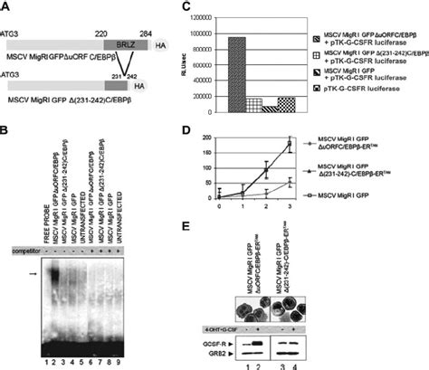 Cebpb Effects On Proliferation And Differentiation Require Its