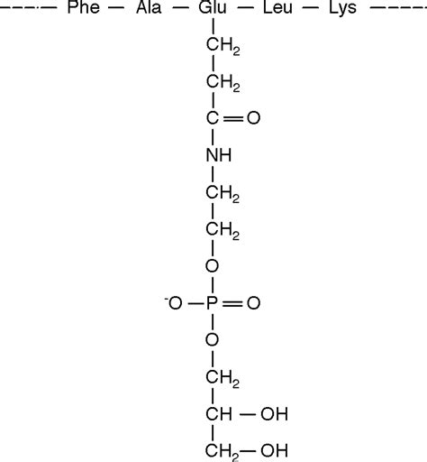 Phosphatidylethanolamine Is The Precursor Of The Ethanolamine