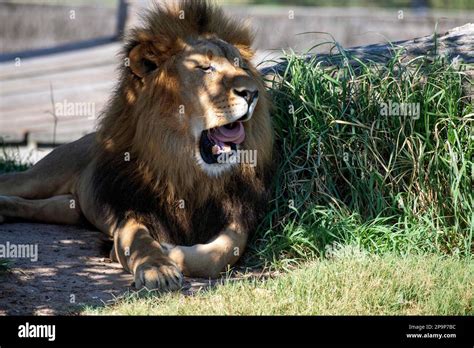 Sydney New South Wales Australia 11th Mar 2023 Male African Lion
