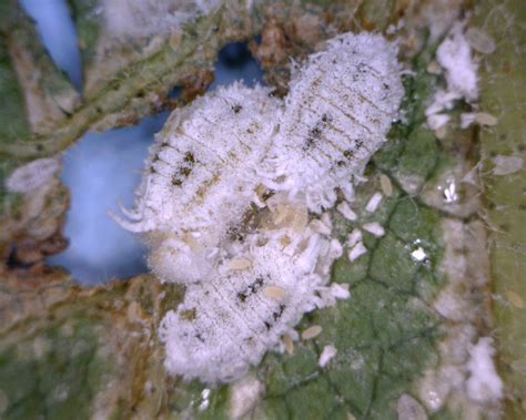 Solenopsis Mealybug The Beatsheet