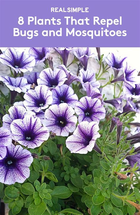 8 Plants That Repel Bugs And Mosquitoes Plants That Repel Bugs