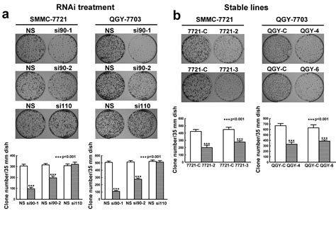 Regulation Of Cell Cycle Of Hepatocellular Carcinoma By Nf90 Through