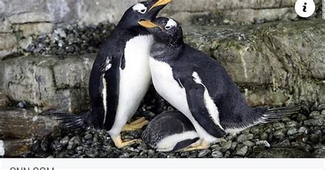 lesbian penguins album on imgur
