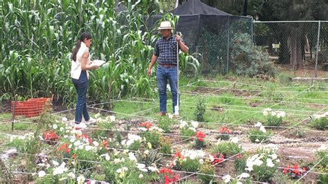 La Abeja La Mayor Polinizadora Representación Agricultura Ciudad De