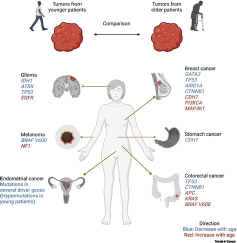 Age Associated Differences In The Cancer Molecular Landscape Trends In