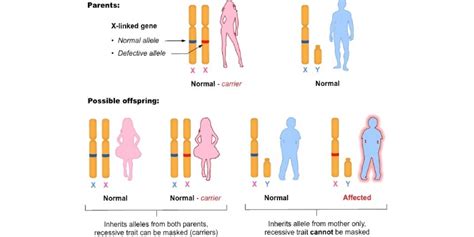 quiz test your knowledge about sex linkage or sex linked