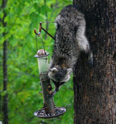 How To Keep Raccoons Away From Bird Feeders Birding Deport