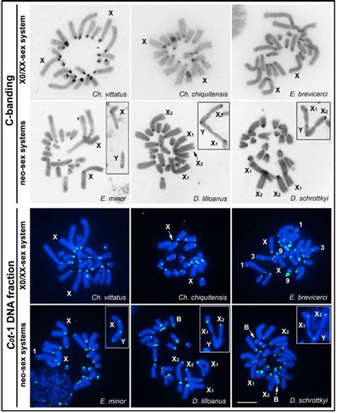 c banding and c0t 1 dna fractions in female mitotic chromosomes the