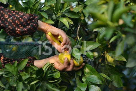 Foto De Stock Cosecha De Hombre Granjero Naranjo Campo Recogiendo