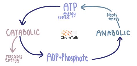 Metabolic Pathways Chemtalk