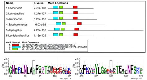 Conserved Domains And Sequence Motifs Download Scientific Diagram