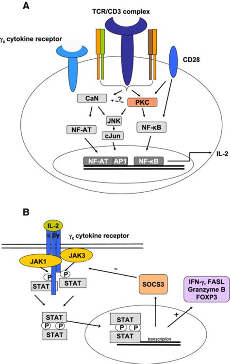 A The Role Of Pkc In Tcr Cd28 Induced Signaling In T Open I