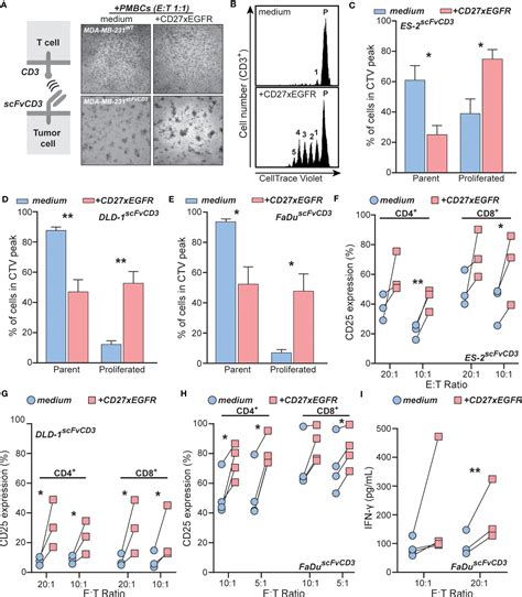 Frontiers Egfr Selective Activation Of Cd27 Co Stimulatory Signaling