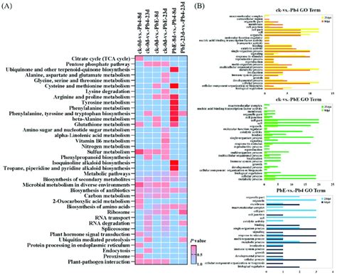 A Kegg Pathway Enrichment Analysis Of The Differentially Expressed