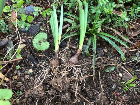 【注意！】これだけは庭に植えてはいけない危険な植物と困ったときの対処方法 斑入りバナナとハーブの庭作り