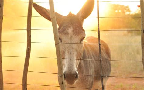 implementing mulesoft as an oauth provider for securing a mule
