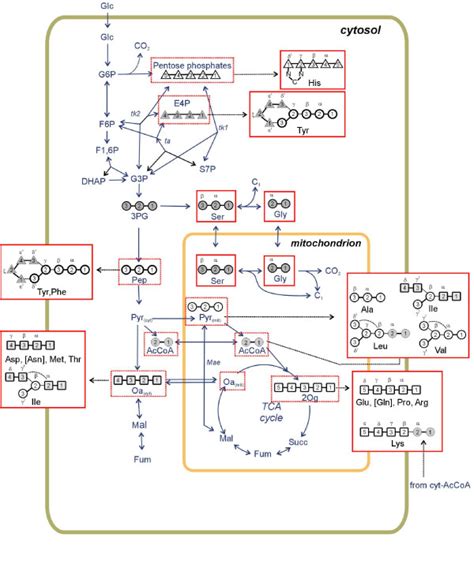 Metabolic Network Model Eukaryotic Central Carbon Metabolism Network